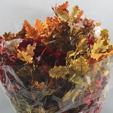 OAK LEAVES PRESERVED AUTUMN 50cm | Wholesale Dried Flowers UK ...