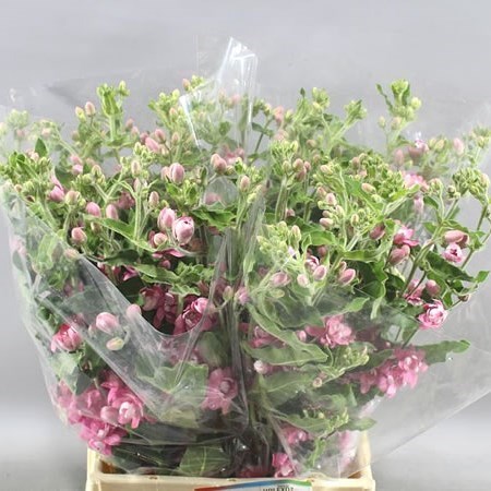 OXYPETALUM BRIDAL JULIETTE 45cm | Wholesale Dutch Flowers & Florist ...