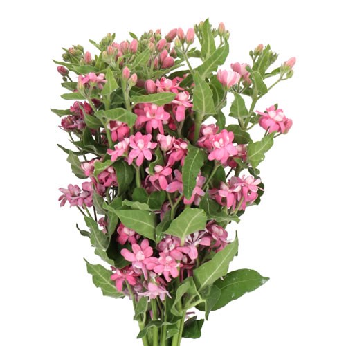 OXYPETALUM BRIDAL JULIETTE 50cm | Wholesale Dutch Flowers & Florist ...