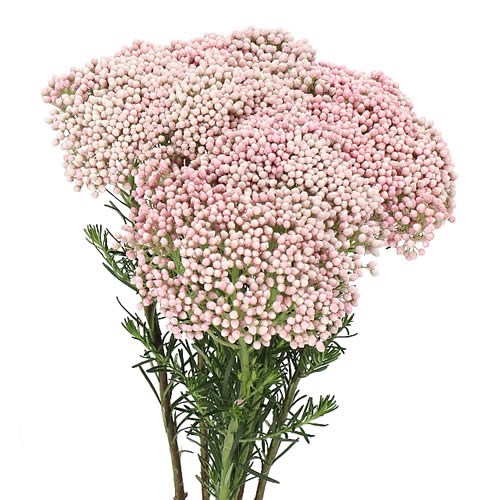 OZOTHAMNUS COOKS TALL PINK 60cm | Wholesale Dutch Flowers & Florist ...