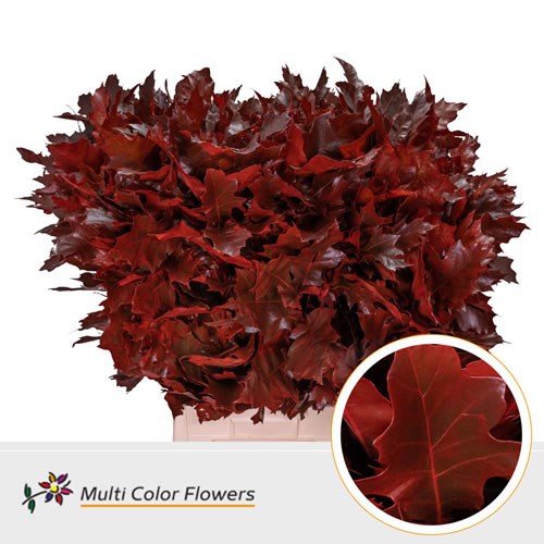 Oak Leaves Dyed Red 60cm | Wholesale Dutch Flowers & Florist Supplies UK
