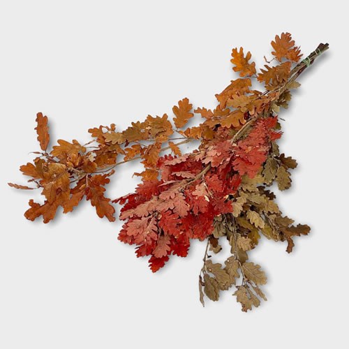 Oak Leaves Preserved Autumn 50cm | Wholesale Dried Flowers UK ...
