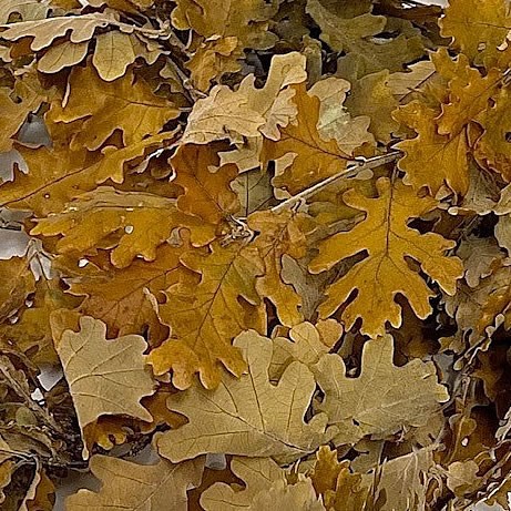 Oak Leaves Preserved Yellow 50cm | Wholesale Dried Flowers UK ...