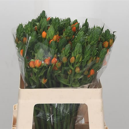Ornithogalum Dubium Orange Fire 55cm | Wholesale Dutch Flowers ...