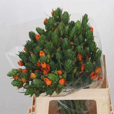 Ornithogalum Dubium Orange Fire 60cm | Wholesale Dutch Flowers ...