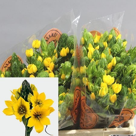 Ornithogalum Yellow Asa 45cm | Wholesale Dutch Flowers & Florist ...