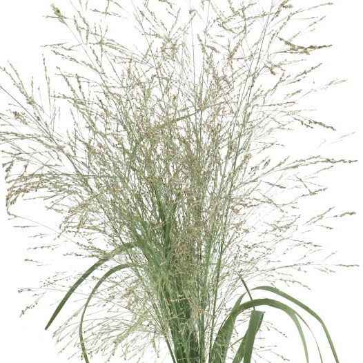 PANICUM GRASS DALLAS BLUES 130cm | Wholesale Dutch Flowers & Florist ...