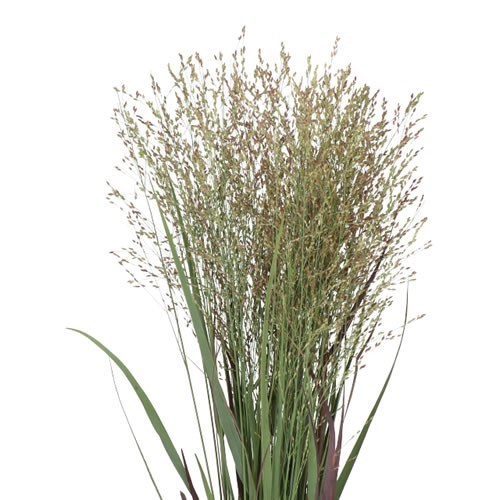PANICUM NORTHWIND GRASS 100cm | Wholesale Dutch Flowers & Florist ...