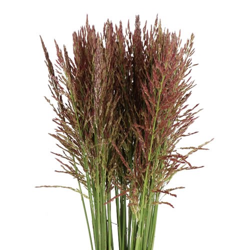 PANICUM UMBRELLA GRASS 80cm | Wholesale Dutch Flowers & Florist Supplies UK