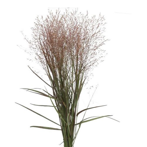 PANICUM WARRIOR GRASS 80cm | Wholesale Dutch Flowers & Florist Supplies UK