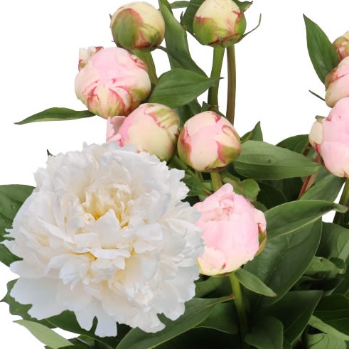 PEONY AMALIA OLSON 55cm | Wholesale Dutch Flowers & Florist Supplies UK