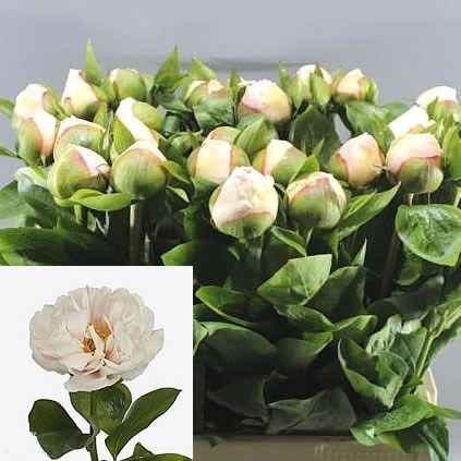 PEONY BLUSHING PRINCESS 55cm | Wholesale Dutch Flowers & Florist ...