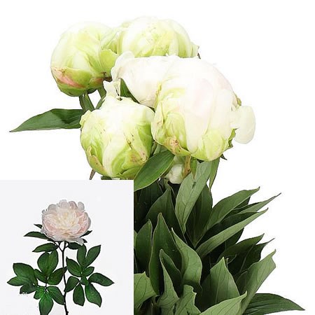 PEONY BRIGHT WHITE 55cm | Wholesale Dutch Flowers & Florist Supplies UK