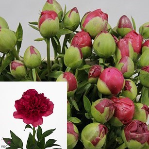 PEONY COMMAND PERFORMANCE 50cm | Wholesale Dutch Flowers & Florist ...