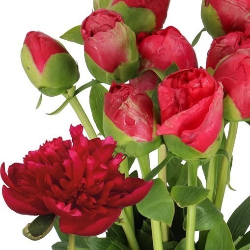 PEONY COMMAND PERFORMANCE 60cm | Wholesale Dutch Flowers & Florist ...