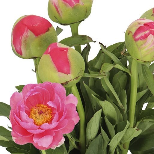 PEONY CYTHEREA 60cm | Wholesale Dutch Flowers & Florist Supplies UK