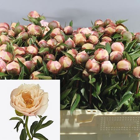 PEONY KINGS DAY 55cm | Wholesale Dutch Flowers & Florist Supplies UK
