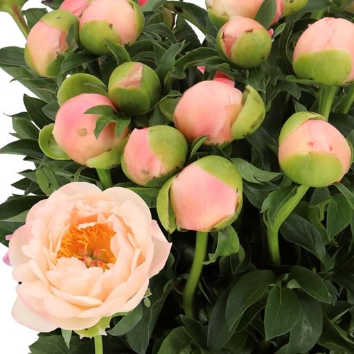 PEONY KINGS DAY 60cm | Wholesale Dutch Flowers & Florist Supplies UK