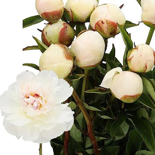 PEONY MISTRESS 55cm | Wholesale Dutch Flowers & Florist Supplies UK