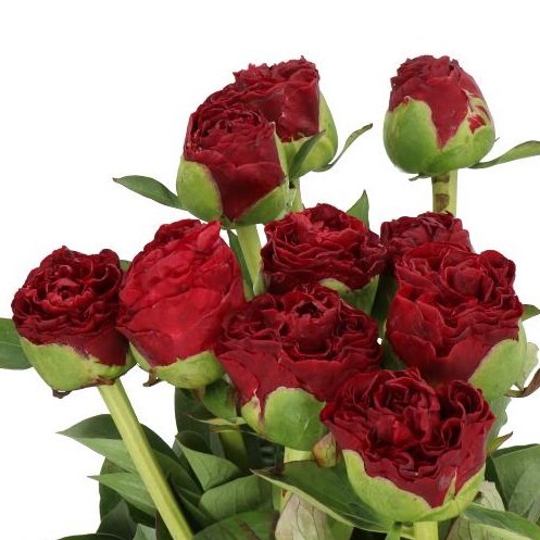 PEONY OLE FAITHFUL 55cm | Wholesale Dutch Flowers & Florist Supplies UK
