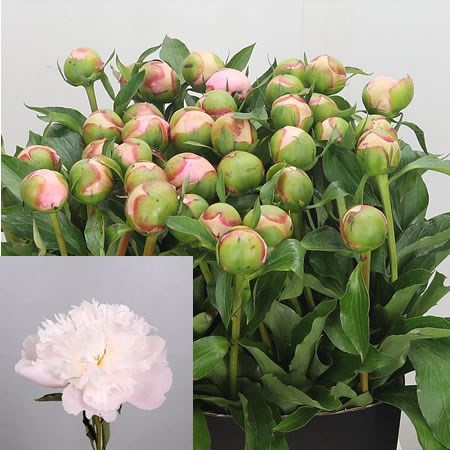 PEONY PECHER 40cm | Wholesale Dutch Flowers & Florist Supplies UK