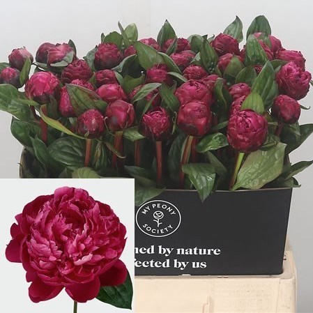 PEONY RED SARAH BERNHARDT 50cm | Wholesale Dutch Flowers & Florist ...