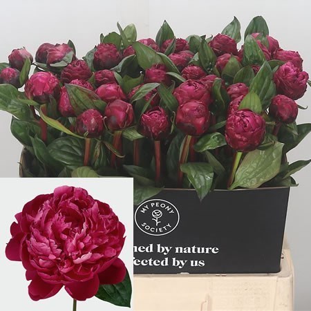 PEONY RED SARAH BERNHARDT 55cm | Wholesale Dutch Flowers & Florist ...