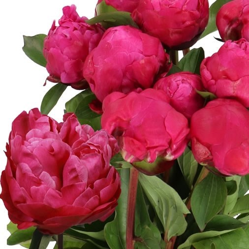 PEONY RED SARAH BERNHARDT 55cm | Wholesale Dutch Flowers & Florist ...