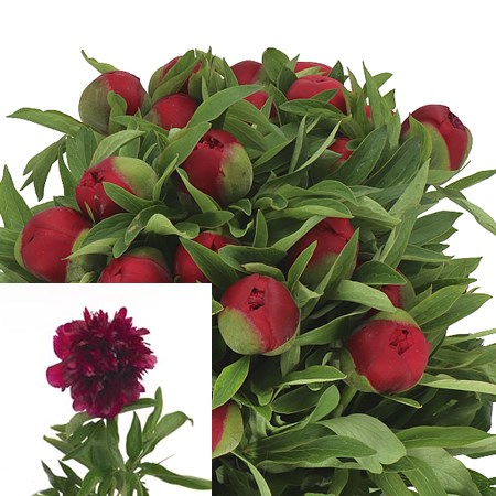 PEONY RUBRA PLENA 40cm | Wholesale Dutch Flowers & Florist Supplies UK