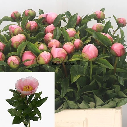 PEONY SOFT SALMON SAUCER 55cm | Wholesale Dutch Flowers & Florist ...