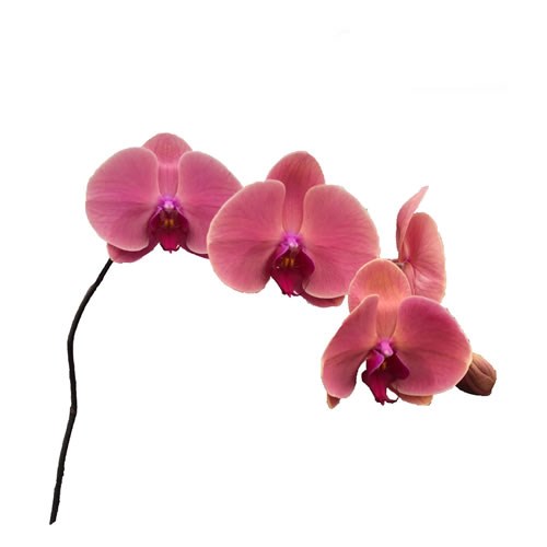 PHALAENOPSIS ORCHID CORAL SUNSET 80cm | Wholesale Dutch Flowers ...