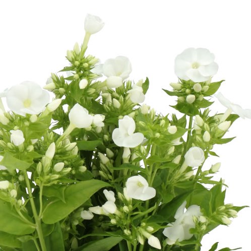 PHLOX DANIELLE 60cm | Wholesale Dutch Flowers & Florist Supplies UK