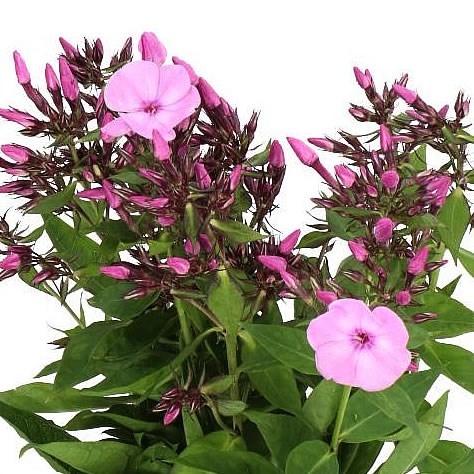 PHLOX DIAMOND HOT PINK 55cm | Wholesale Dutch Flowers & Florist Supplies UK