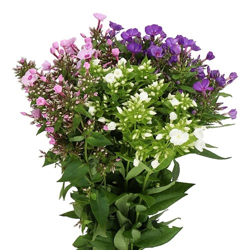 PHLOX MIX 60cm | Wholesale Dutch Flowers & Florist Supplies UK