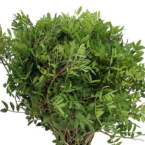 PISTACHE 40cm | Wholesale Dutch Flowers & Florist Supplies UK