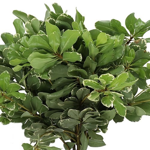 PITTOSPORUM ILAN (LARGE LEAF) 50cm | Wholesale Dutch Flowers & Florist ...