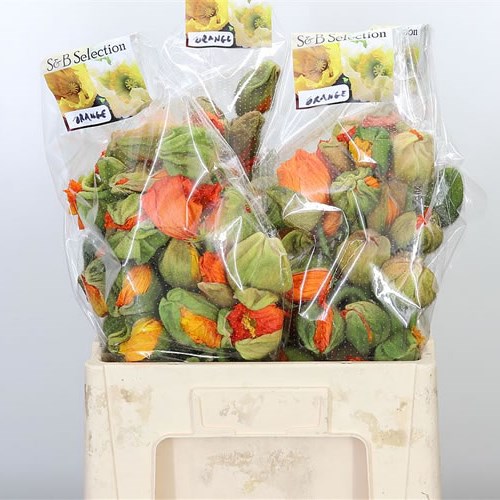 ICELANDIC POPPIES BUSSANA ORANGE (EXTRA) 50cm | Wholesale Dutch Flowers ...