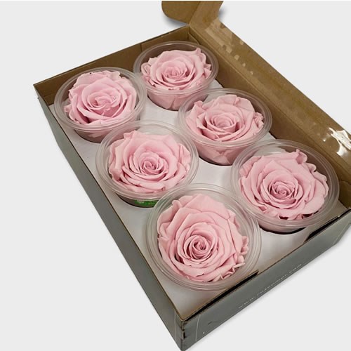 Luxury One Year Preserved Roses Light Pink | Preserved Rose Heads UK ...