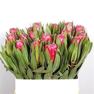 PROTEA BRENDA 60cm | Wholesale Dutch Flowers & Florist Supplies UK