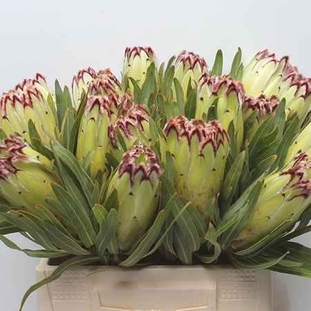 PROTEA LIMELIGHT 50cm | Wholesale Dutch Flowers & Florist Supplies UK