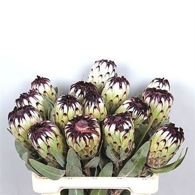 PROTEA NIOBE 80cm | Wholesale Dutch Flowers & Florist Supplies UK