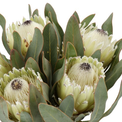 PROTEA POLAR PRINCESS 50cm | Wholesale Dutch Flowers & Florist Supplies UK