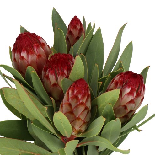 PROTEA ROBIJN 70cm | Wholesale Dutch Flowers & Florist Supplies UK