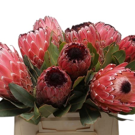 PROTEA RUBY PRINCESS 50cm | Wholesale Dutch Flowers & Florist Supplies UK