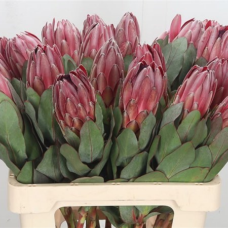 PROTEA SHARON 50cm | Wholesale Dutch Flowers & Florist Supplies UK