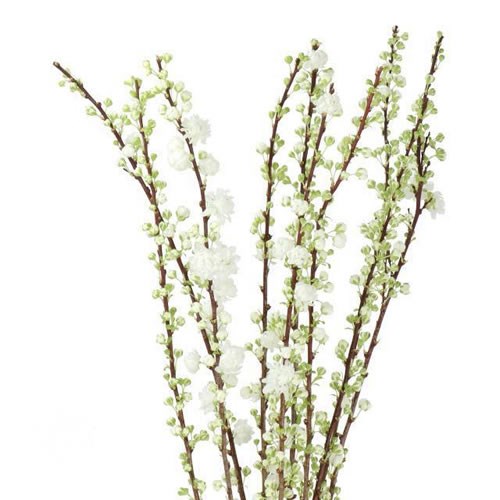 PRUNUS GLAND WHITE 60cm | Wholesale Dutch Flowers & Florist Supplies UK