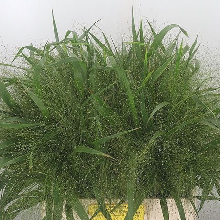 Panicum Fountain Grass 60cm | Wholesale Dutch Flowers & Florist Supplies UK