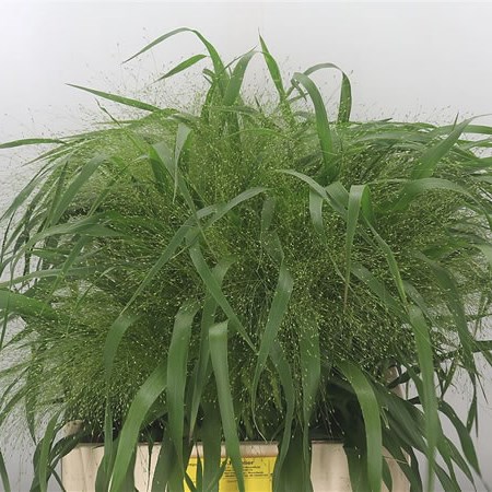 Panicum Fountain Grass 65cm | Wholesale Dutch Flowers & Florist Supplies UK
