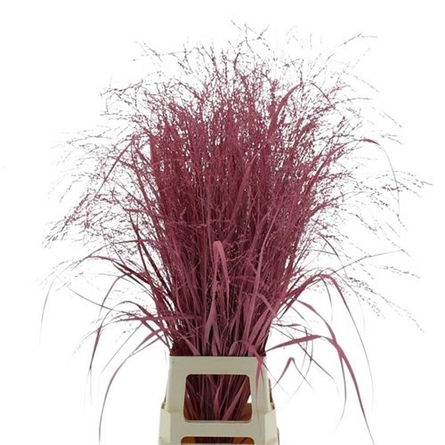 Panicum Grass Dyed Pink 95cm | Wholesale Dutch Flowers & Florist ...