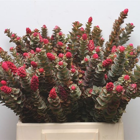 Paranomus Pink 40cm | Wholesale Dutch Flowers & Florist Supplies UK